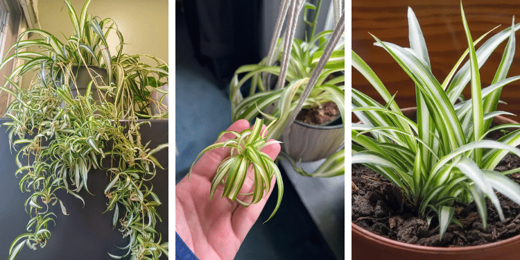 8 Things to Do With Spider Plants in February