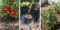 7 Things To Do With Tomato Plants in June for Best Growth in Summer