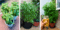 7 Tips to Grow a Huge Basil Plant for Continuous Harvests