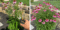 8 Flowers To Deadhead In July For Blooms That Last All Summer
