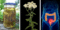 Thanks to Its Active Compounds, Yarrow May Support More Than 10 ...