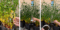 How to Fix Yellow Tomato Leaves Quickly with Powerful Homemade Solutions