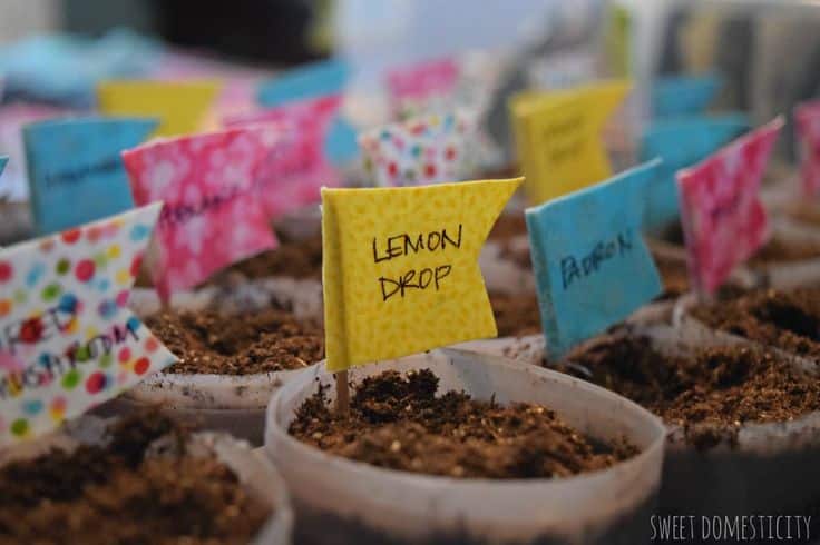 8 Creative Plant Marker Ideas that Spice up Your Garden and Make it Pop
