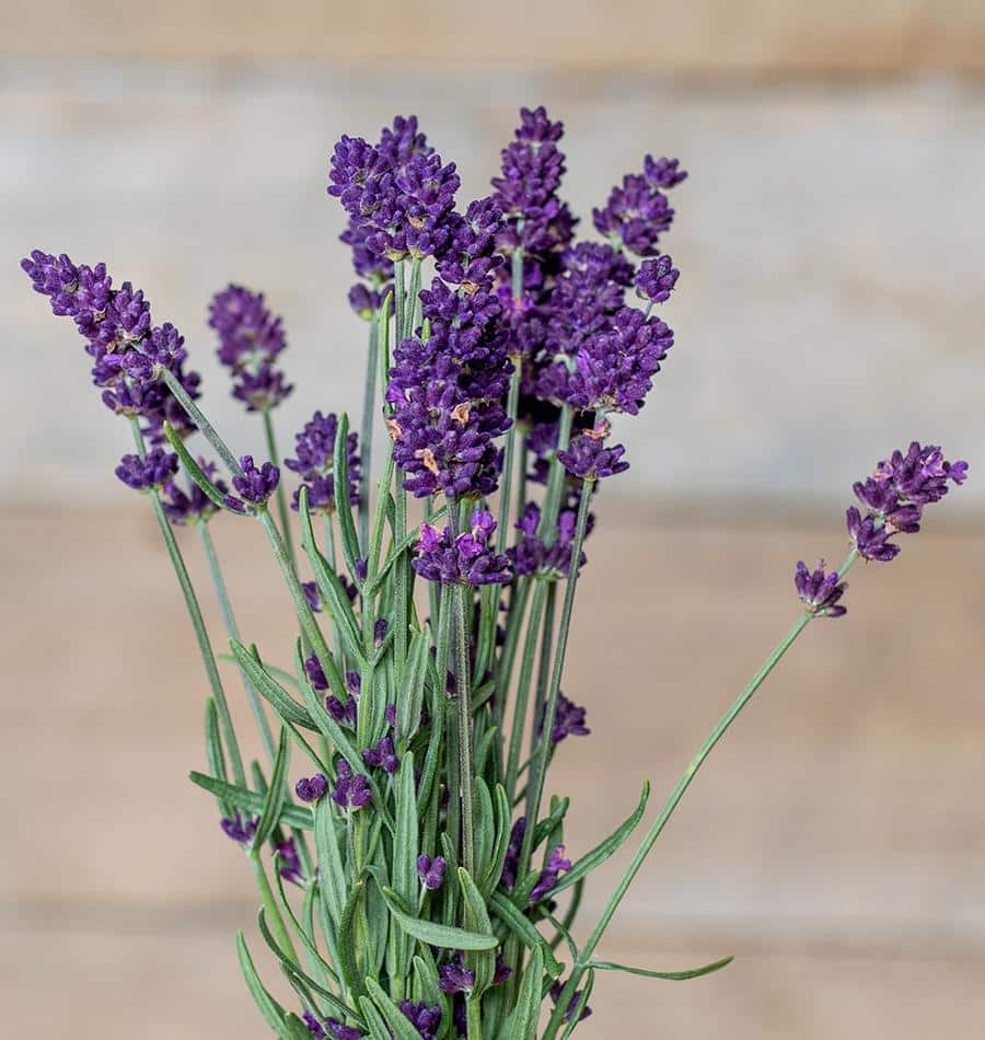10 Plants You Need To Grow If You're Suffering From Depression, Stress ...