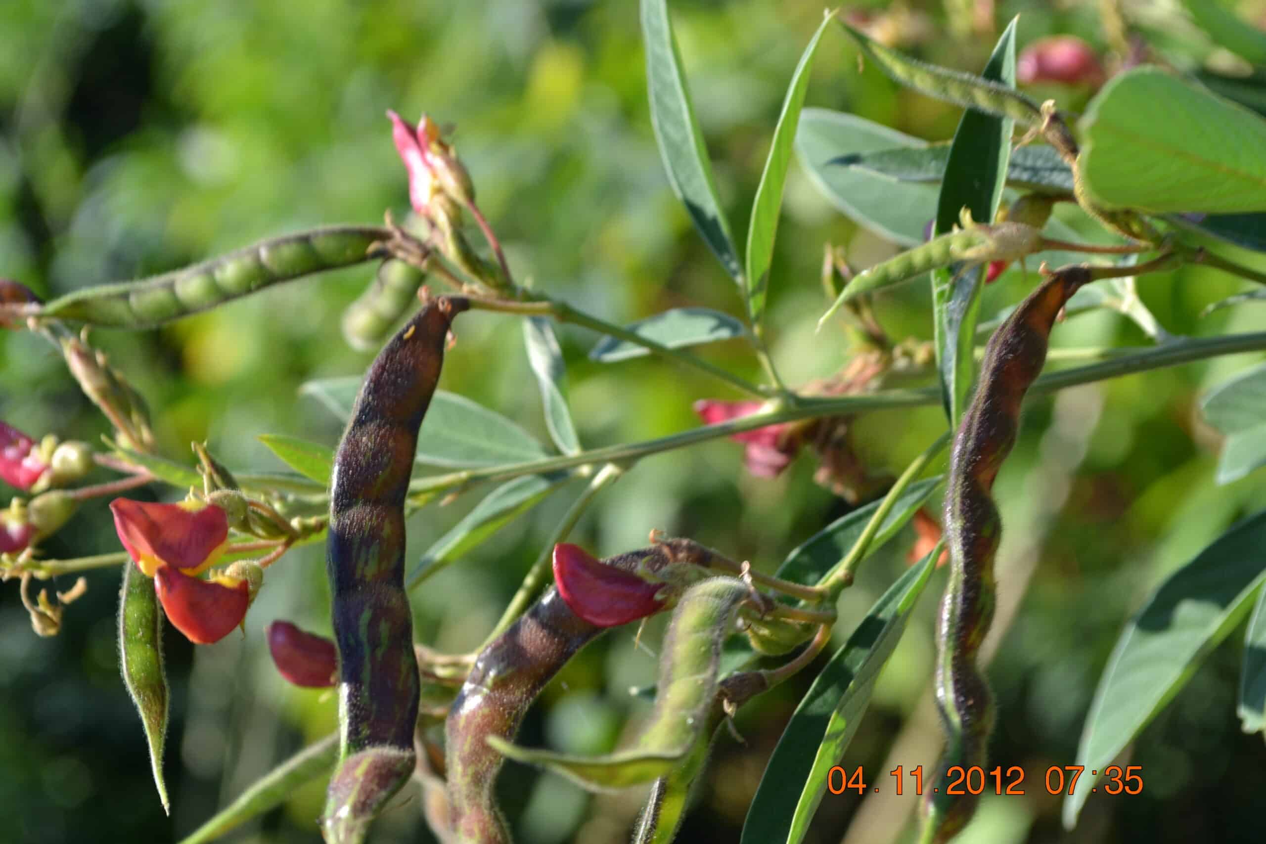 10 Plants You Need To Grow If You're Suffering From Depression, Stress ...