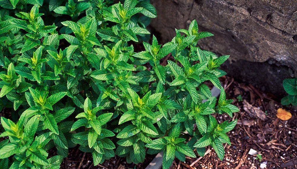 How To Keep Mint From Running Wild With This One Trick
