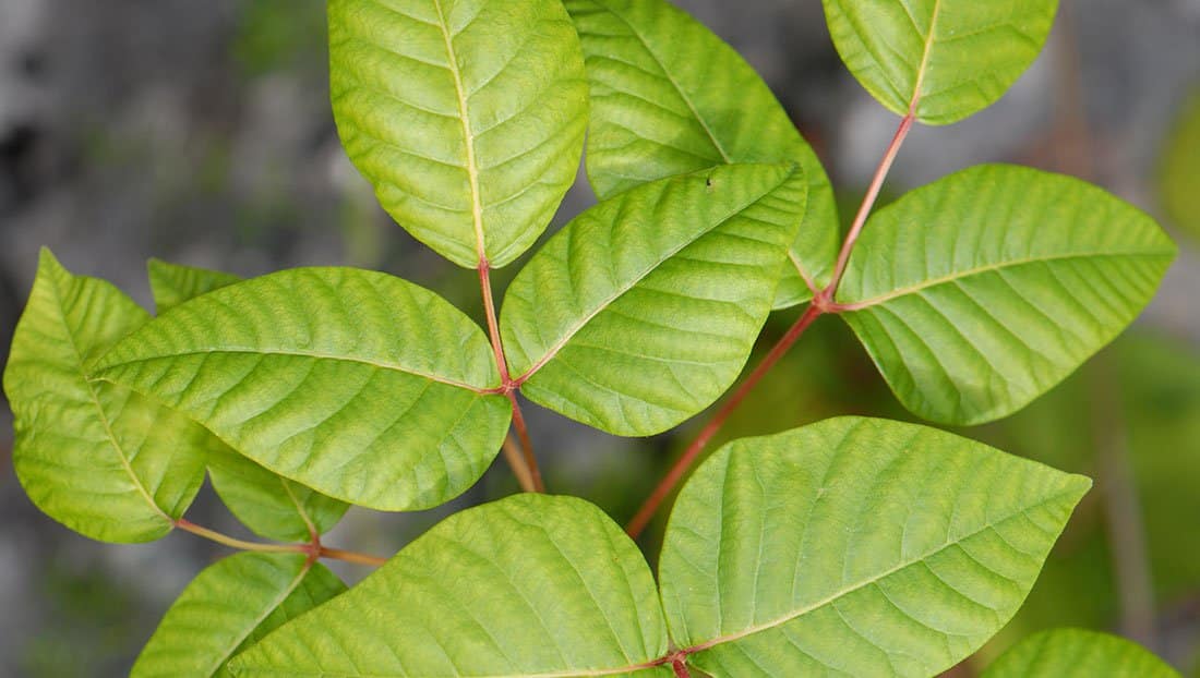 Here's How to Recognize, Get Rid of, and Recover from Poison Ivy!