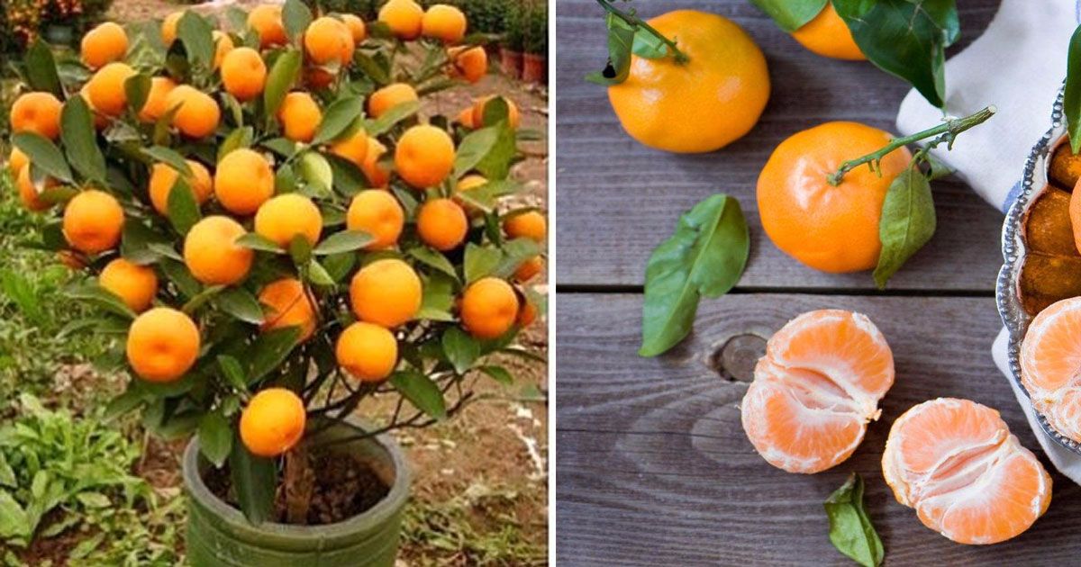 Stop Buying Tangerines. Here's How to Grow Hundreds at Home