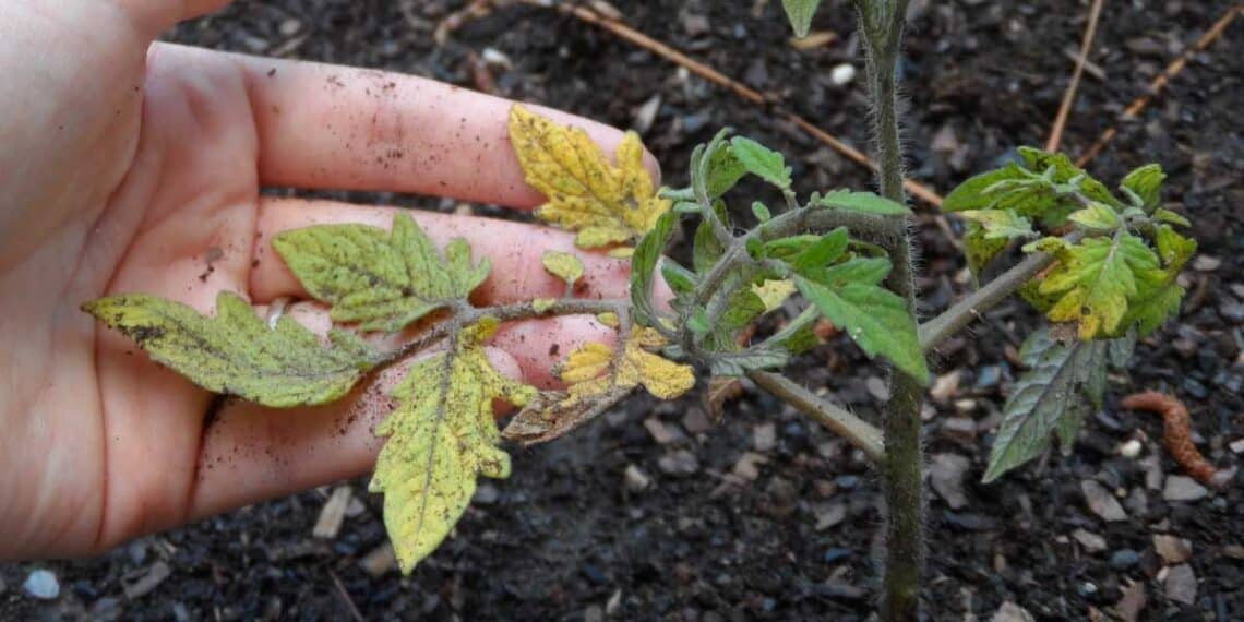 How to Save Your Plants From Being Overwatered