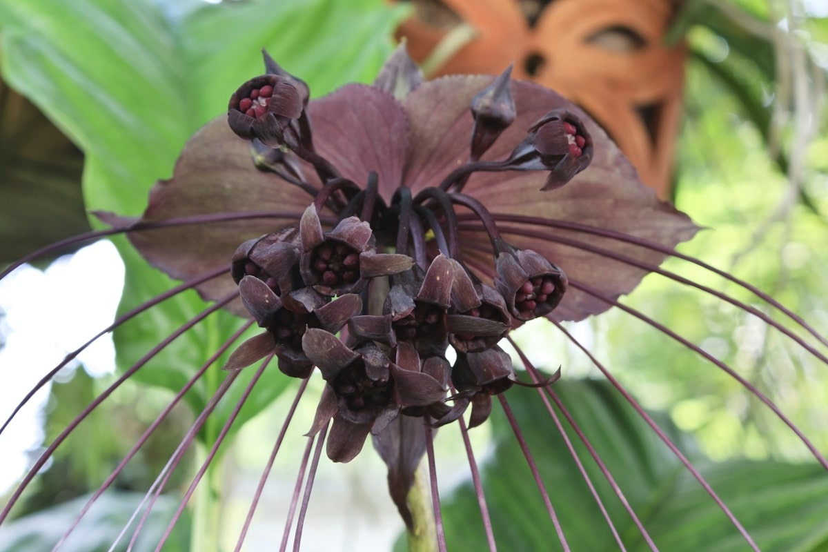 10 of the Boldest Black Plants to Goth Up Your Garden