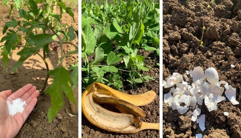 15 Simple and Inexpensive Homemade Fertilizers