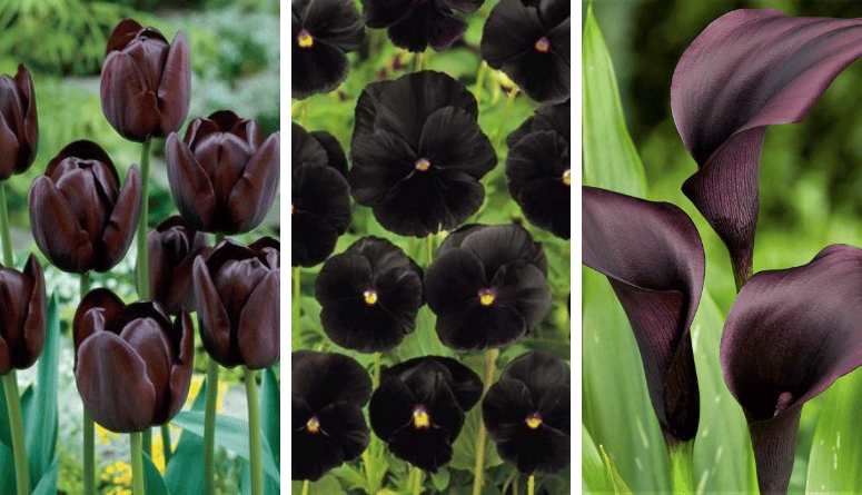 10 of the Boldest Black Plants to Goth Up Your Garden