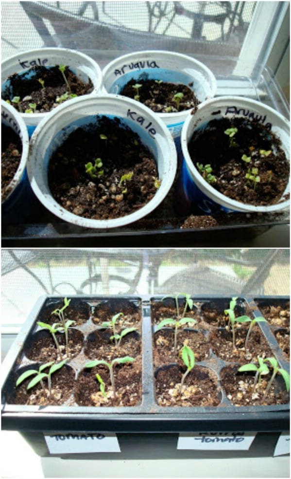 20 Upcycled Seed Starter Pots You Can Easily Make At Home