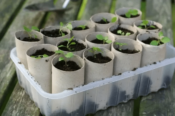 20 Upcycled Seed Starter Pots You Can Easily Make At Home