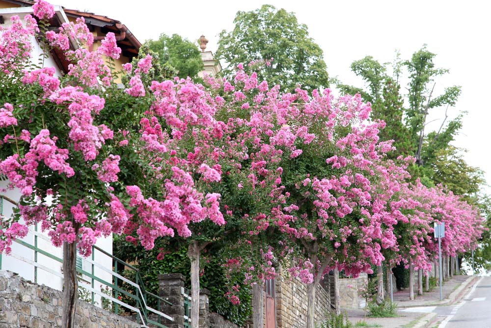 15 Fruitful and Flowery Trees that Grow Great in Containers