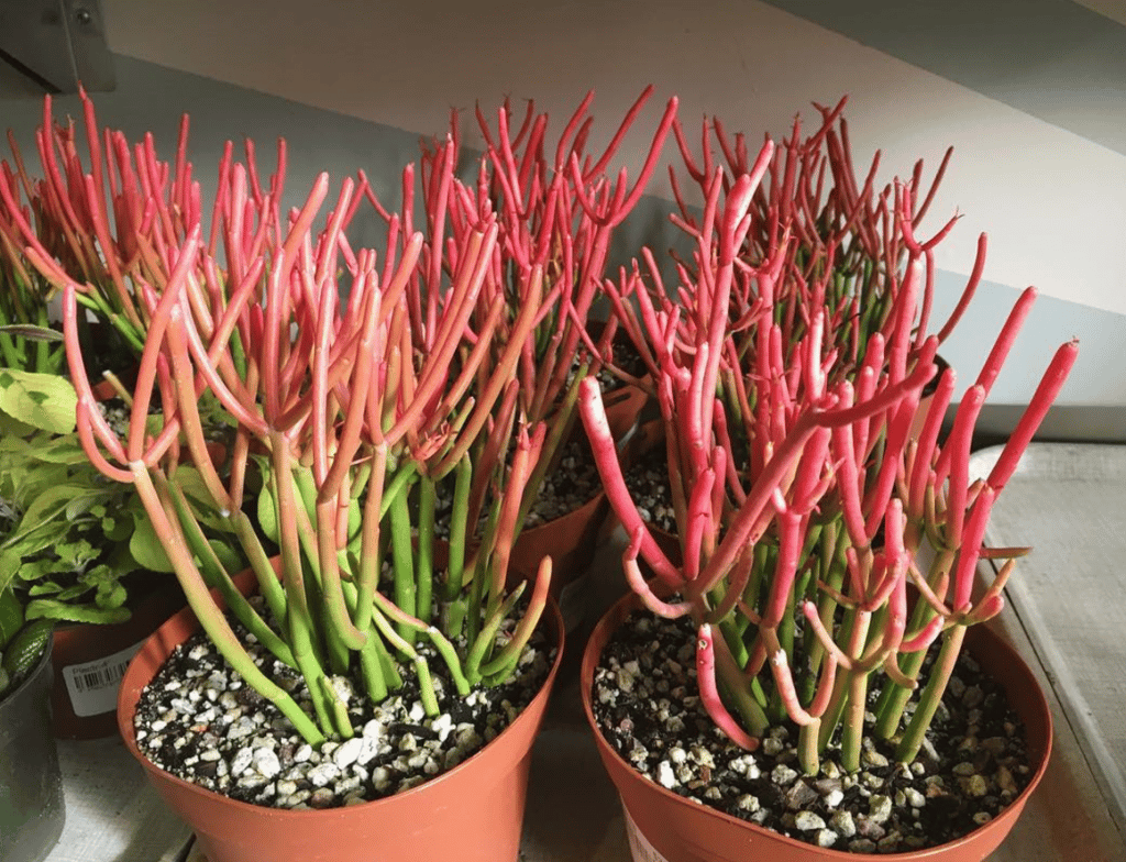10 Weird But Fantastic Houseplants You Didn’t Know You Needed