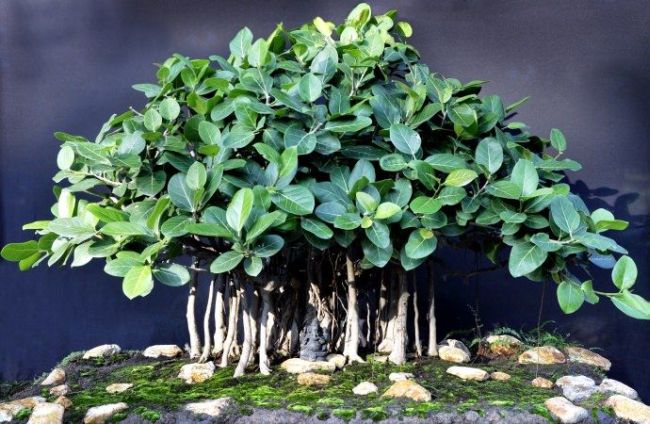 25 Most Popular Bonsai Trees
