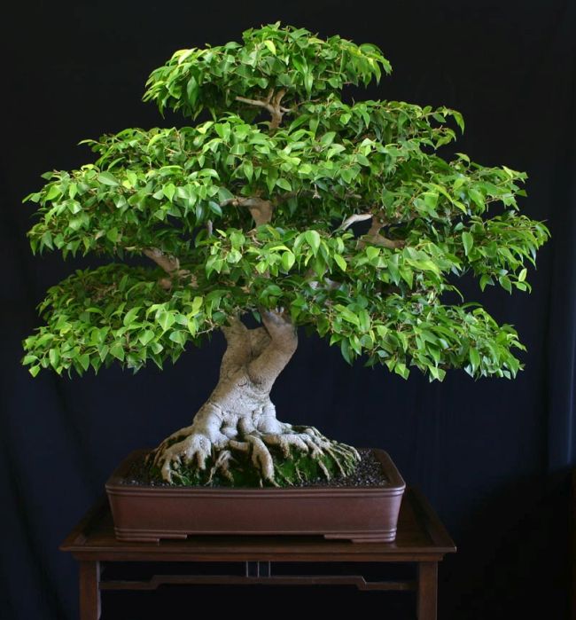 25 Most Popular Bonsai Trees
