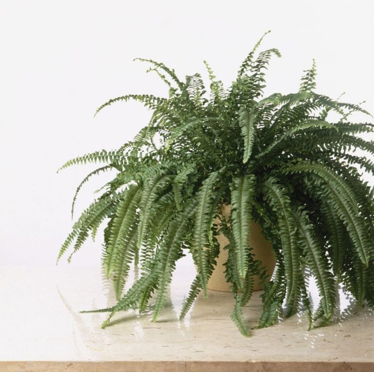 11 Plants, Flowers and Herbs That'll Boost Your Mood