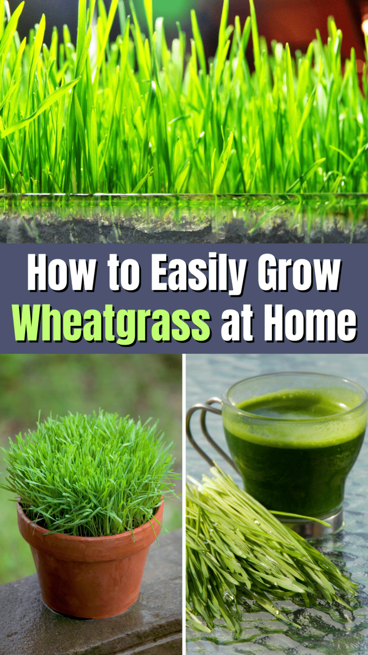 How to Easily Grow Wheatgrass at Home