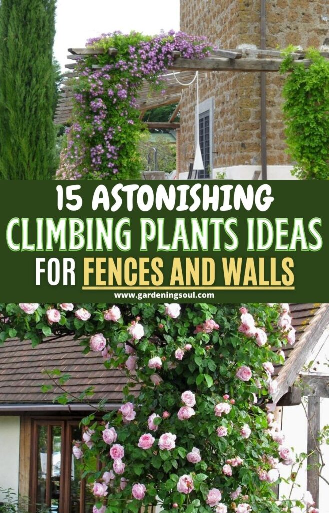15 Astonishing Climbing Plants Ideas For Fences And Walls