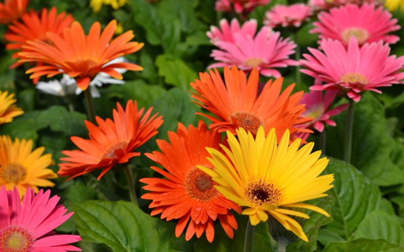 10 Plants That Can Help You Fall Asleep at Night