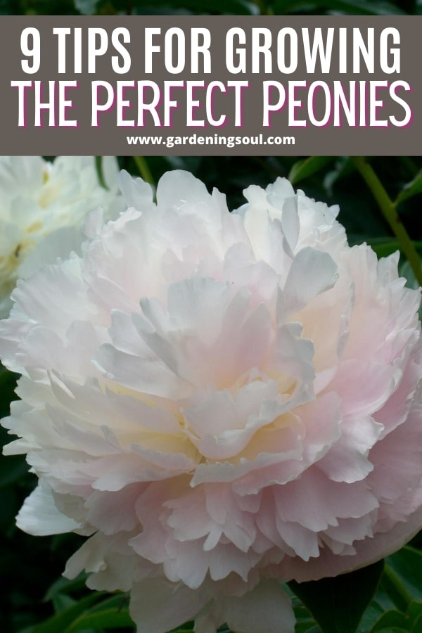 9 Tips for Growing the Perfect Peonies