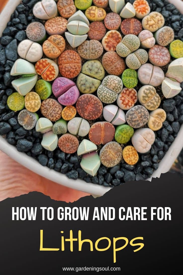 How to Grow and Care for Lithops