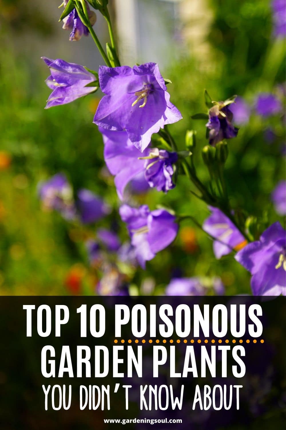 Top 10 Poisonous Garden Plants, You Didn't Know About