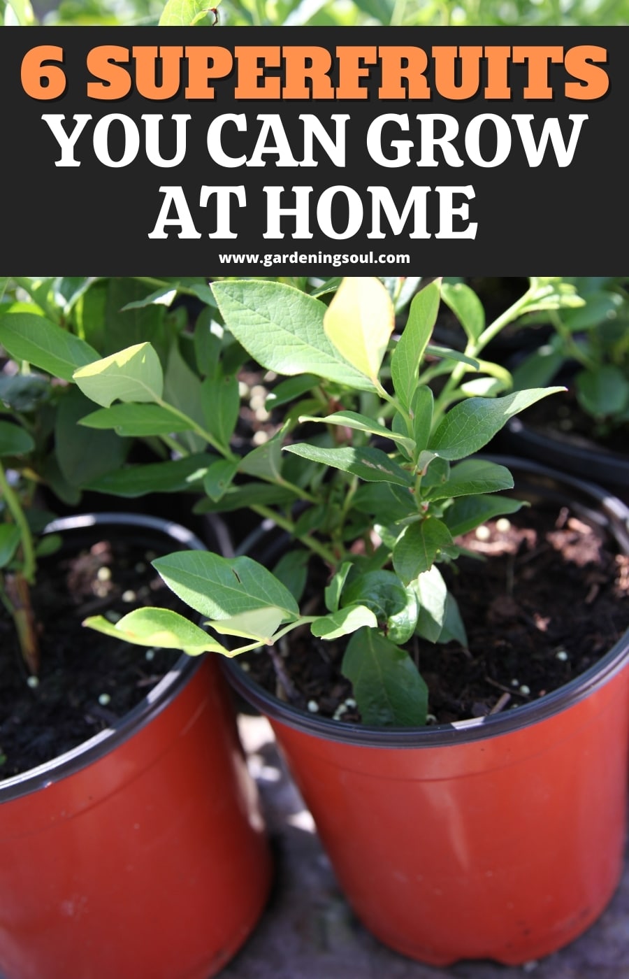 6 Superfruits You Can Grow At Home