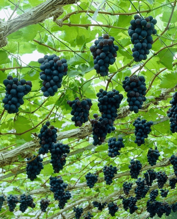 15 Best Climbing Plants For Your Pergola And Arbor