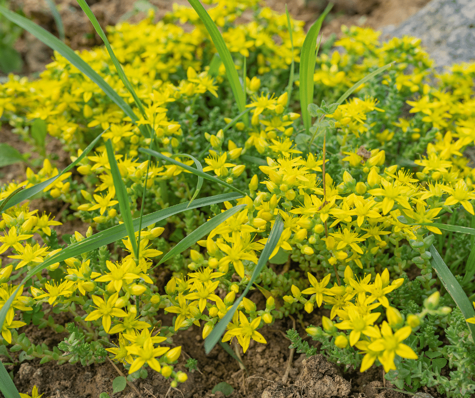 10 Best Ground Cover Plants For Your Garden
