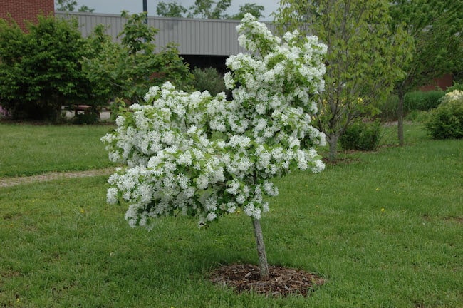 15 Low Maintenance Shrubs Anyone Can Grow