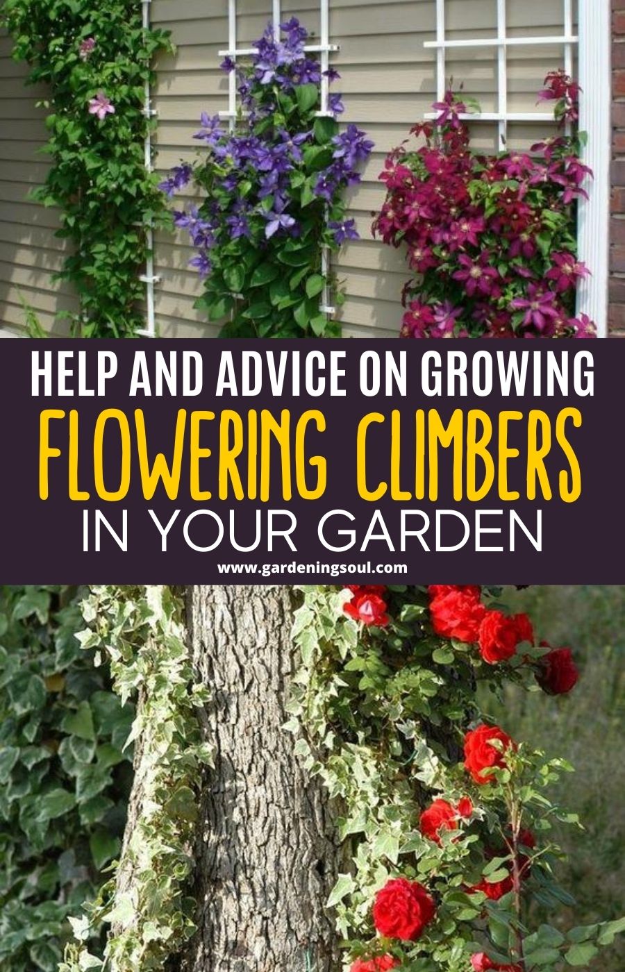 Help and Advice on Growing Flowering Climbers in Your Garden