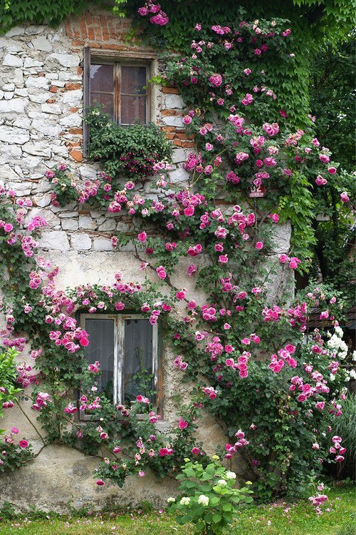 Help and Advice on Growing Flowering Climbers in Your Garden