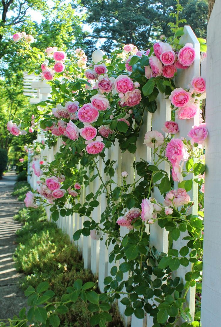 Help and Advice on Growing Flowering Climbers in Your Garden