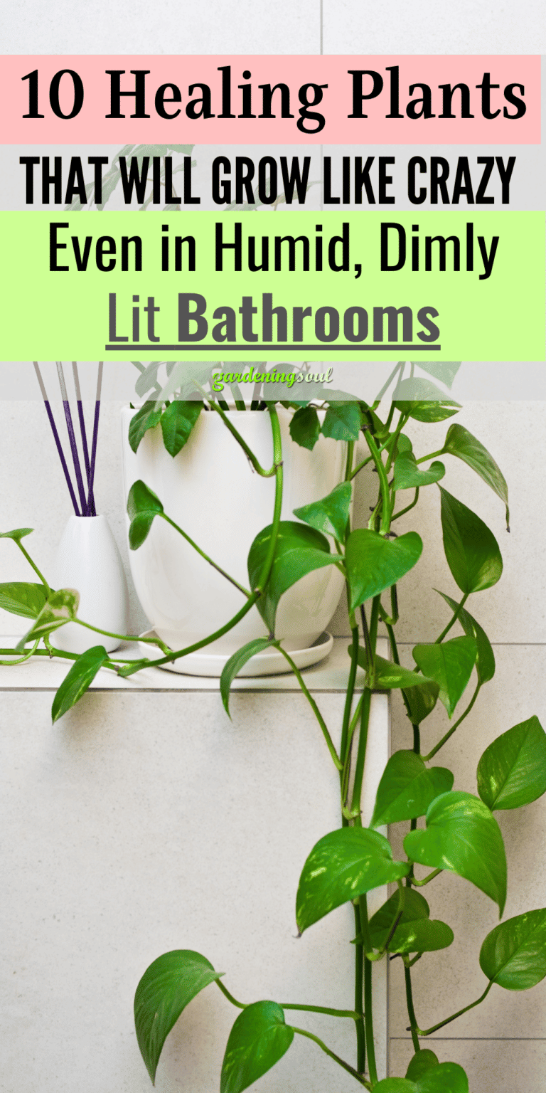 10 Healing Plants That Will Grow Like Crazy Even in Humid, Dimly Lit ...