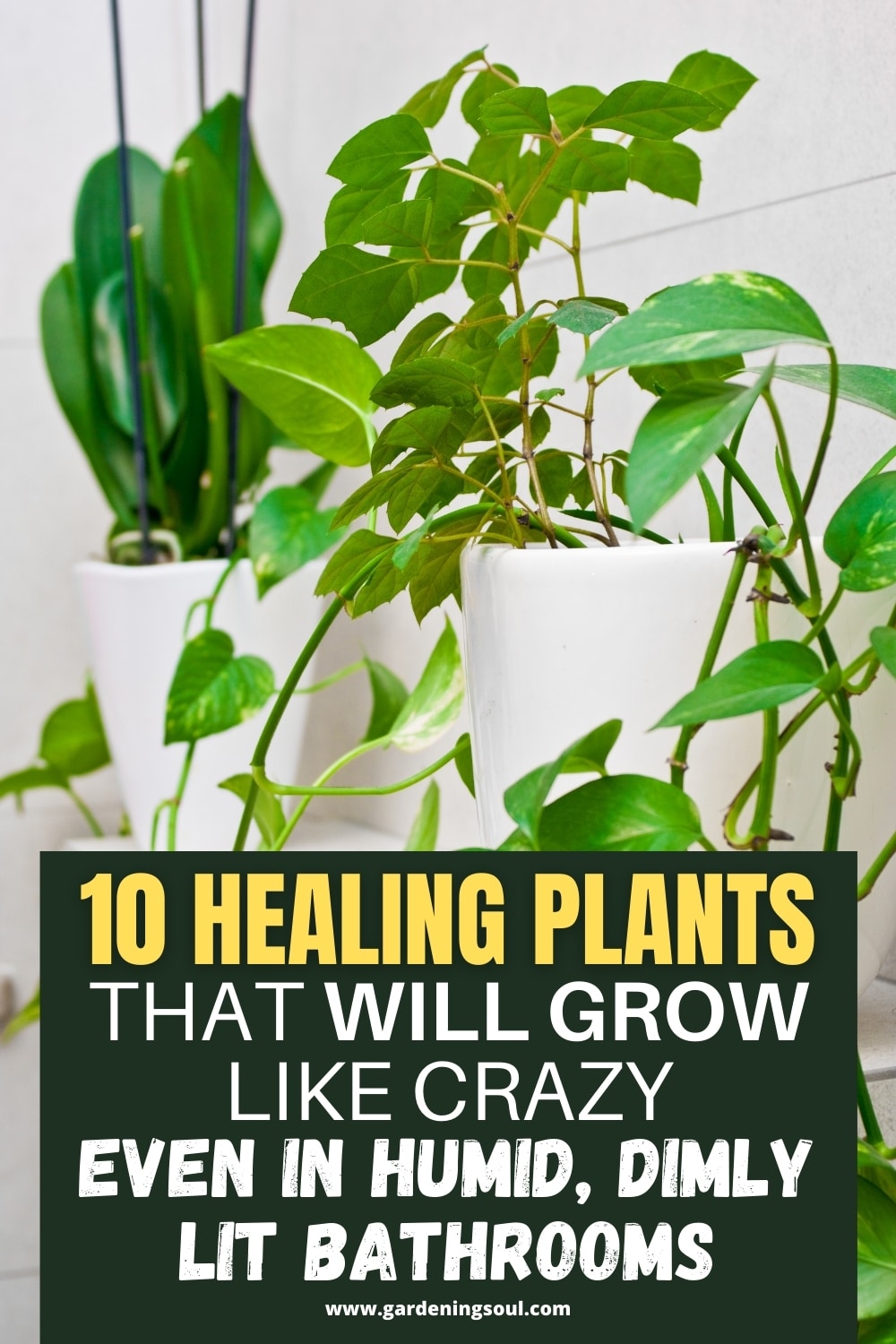 10 Healing Plants That Will Grow Like Crazy Even in Humid, Dimly Lit ...