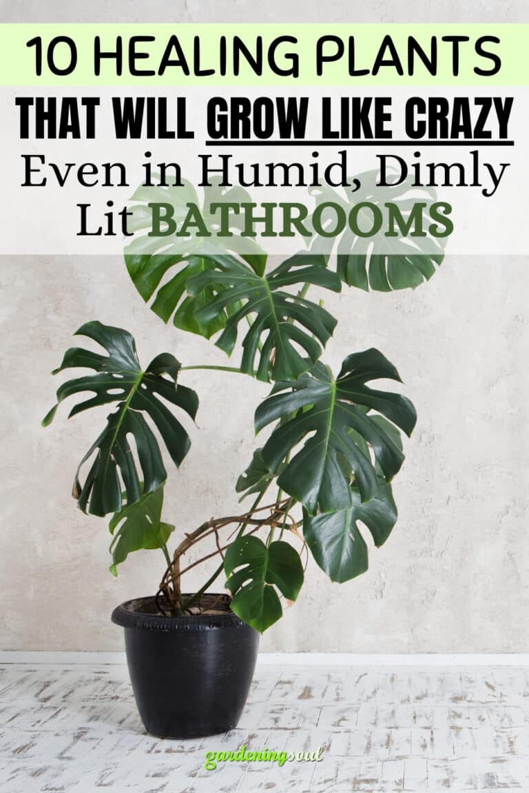 10 Healing Plants That Will Grow Like Crazy Even in Humid, Dimly Lit ...
