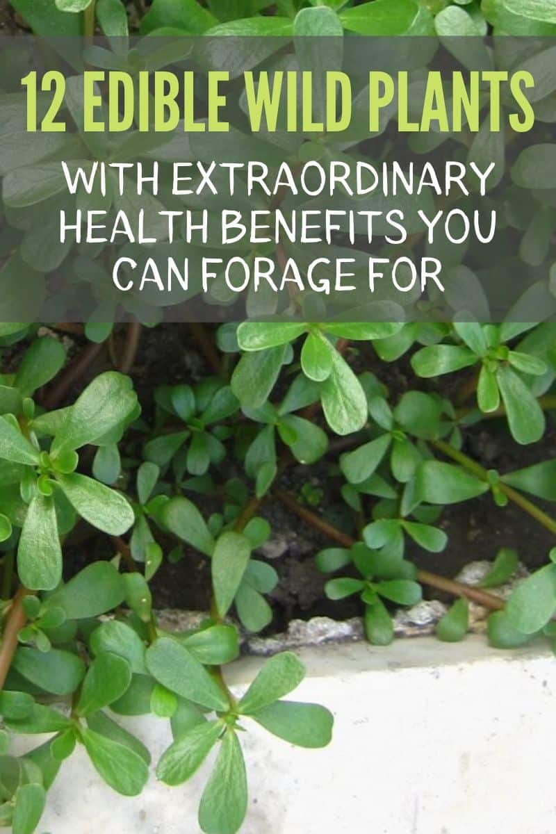 12 Edible Wild Plants With Extraordinary Health Benefits You Can Forage For