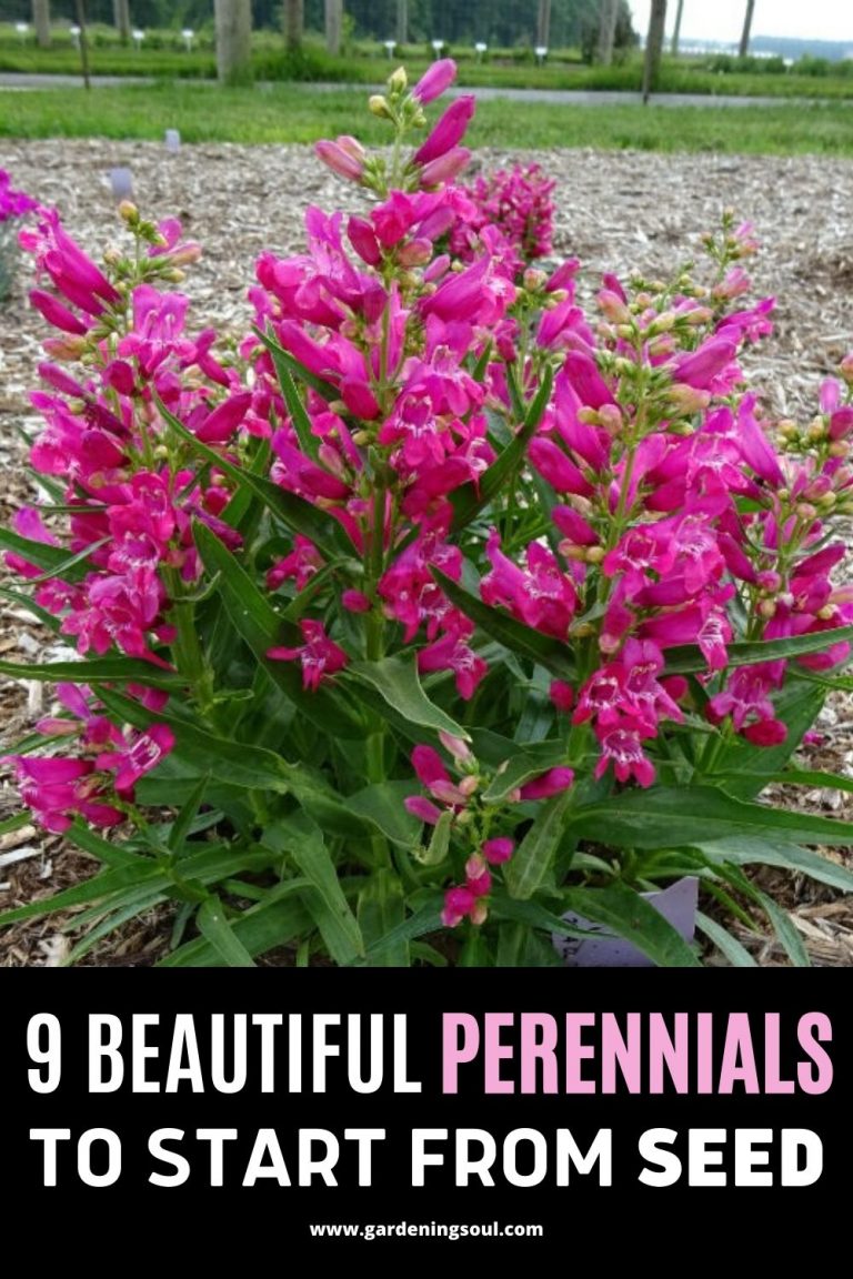9 Beautiful Perennials to Start from Seed