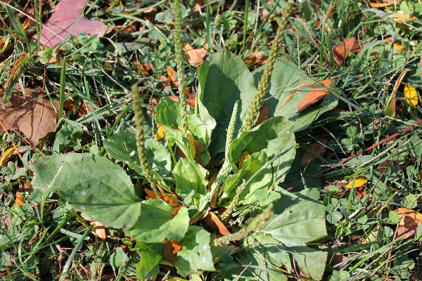 15 Edible Backyard Weeds With Amazing Health Benefits