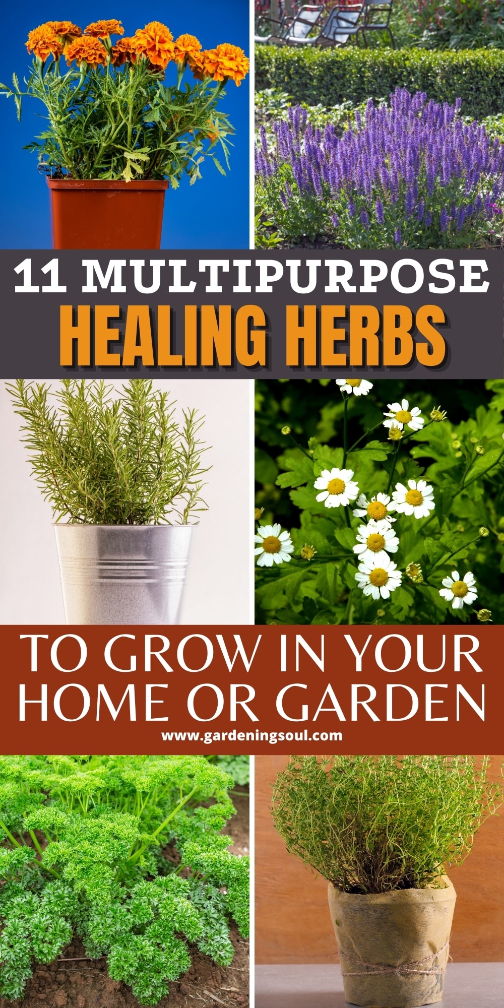 11 Multipurpose Healing Herbs To Grow in Your Home or Garden