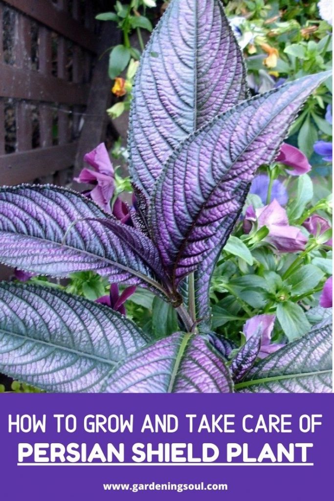 How To Grow And Take Care Of Persian Shield Plant