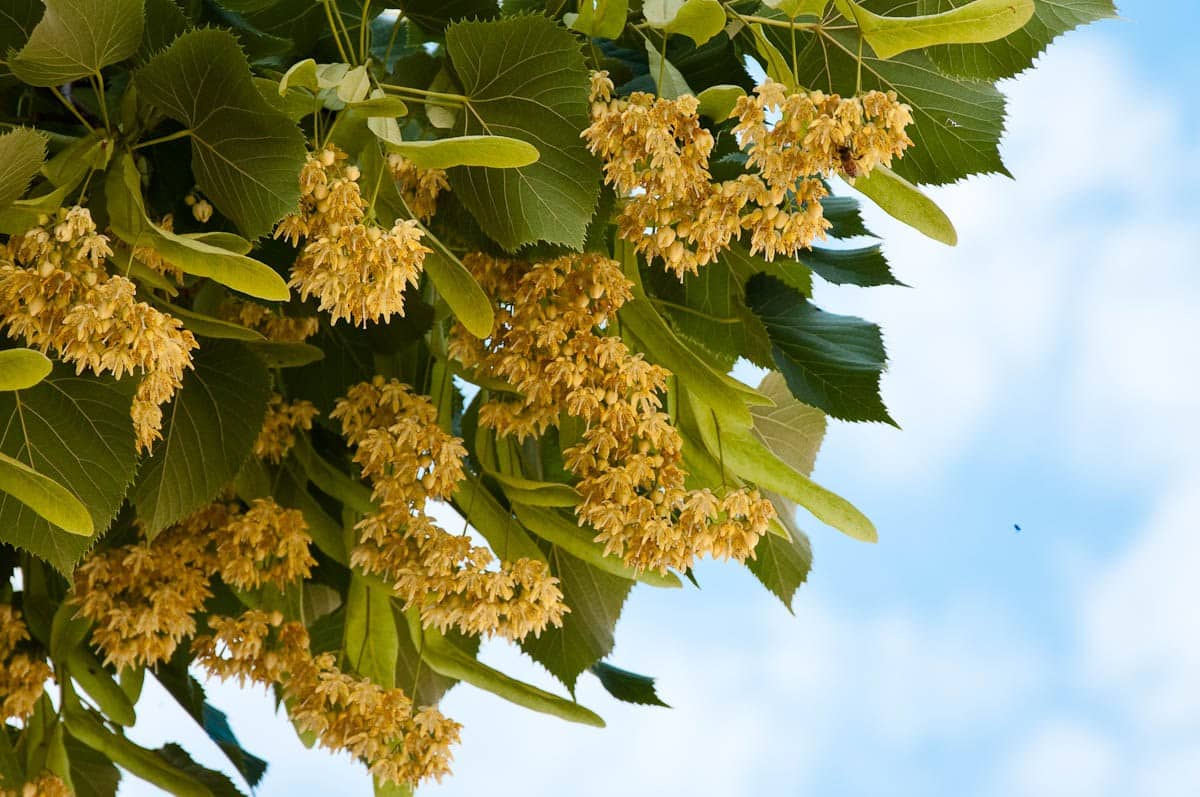 Top 12 Mythical Flowers And Plants