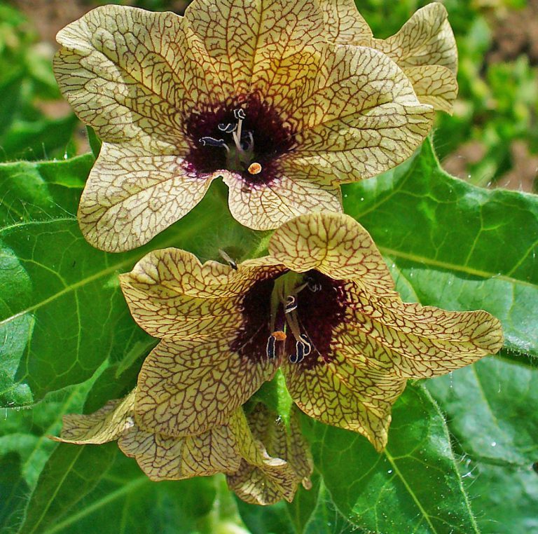 Top 12 Mythical Flowers And Plants