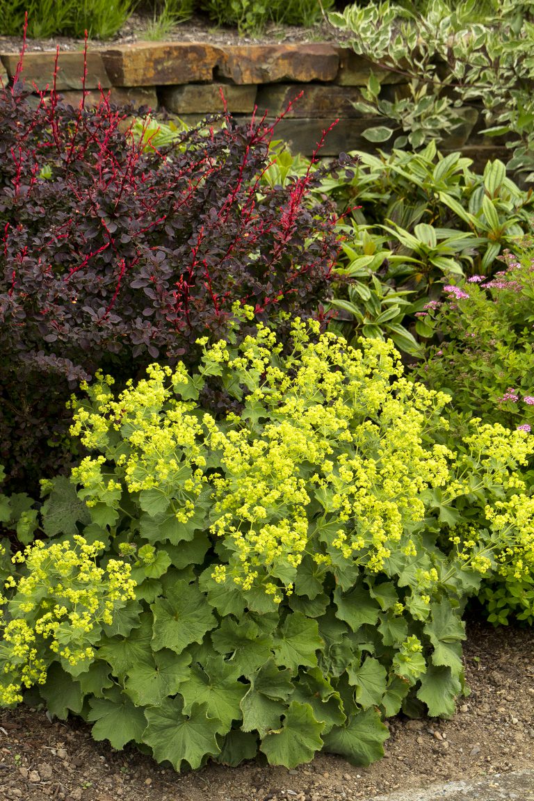 Top 12 Mythical Flowers And Plants