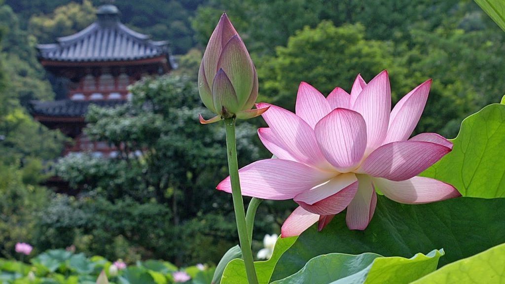 Top 12 Mythical Flowers And Plants