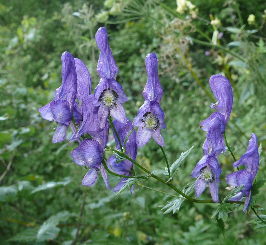 Top 12 Mythical Flowers And Plants