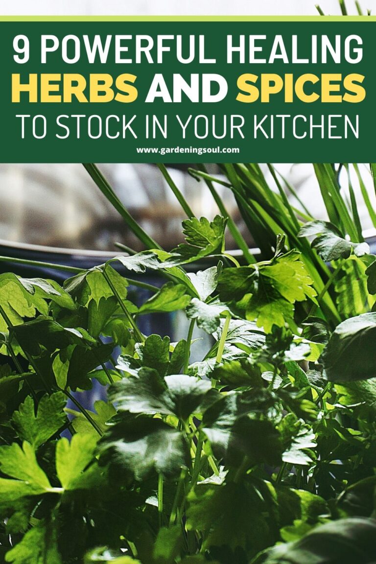 9 Powerful Healing Herbs and Spices to Stock in Your Kitchen